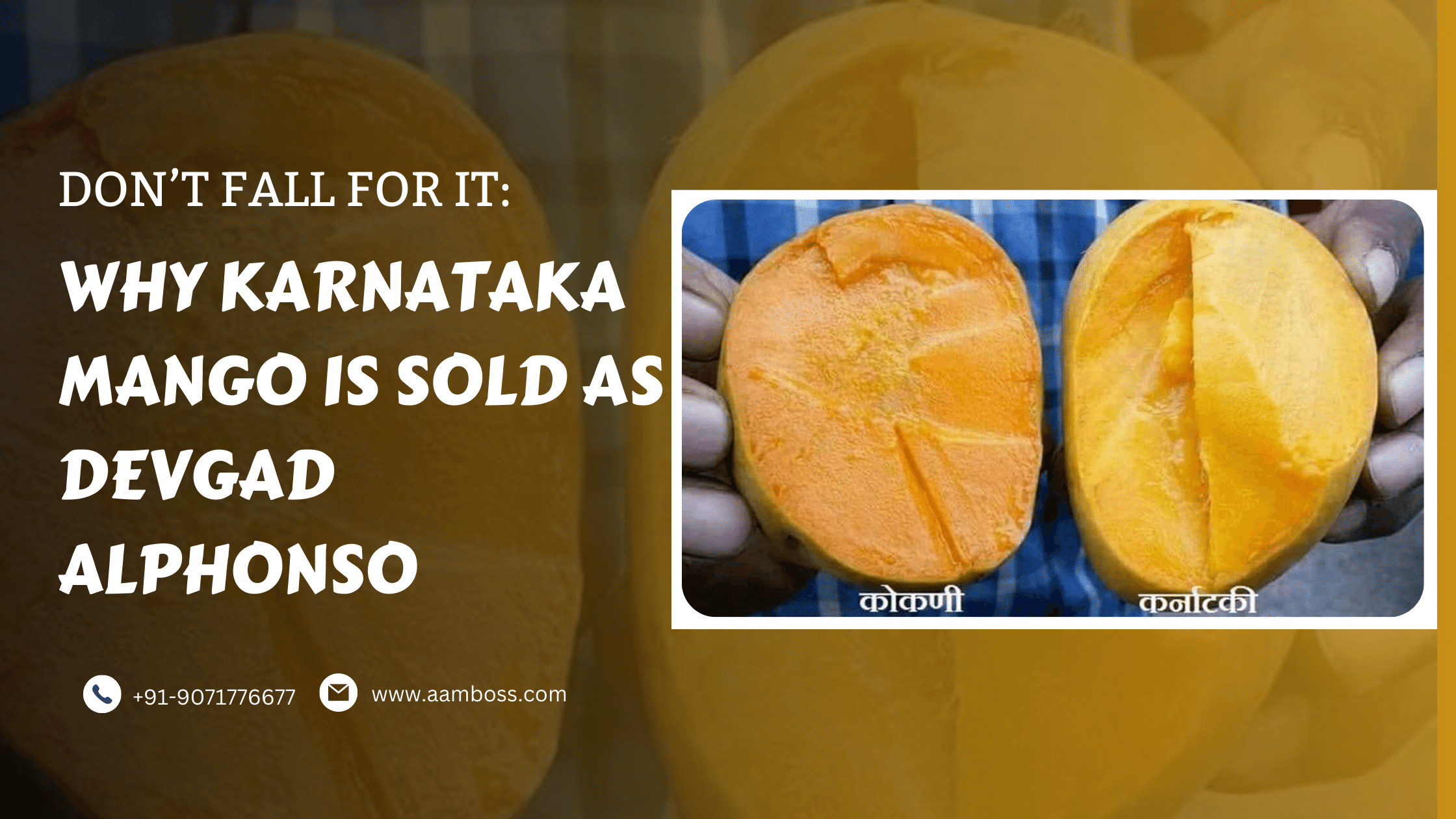 Why Karnataka Mango is Sold As Devgad Alphonso - AamBoss